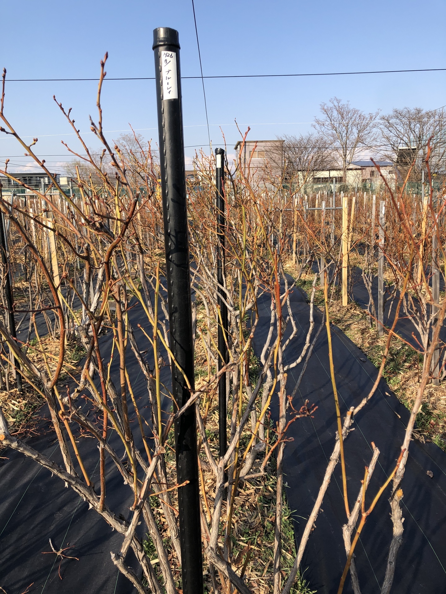 今年は今迄に無い凍害です: 札幌のミニブルーベリー園のブログ