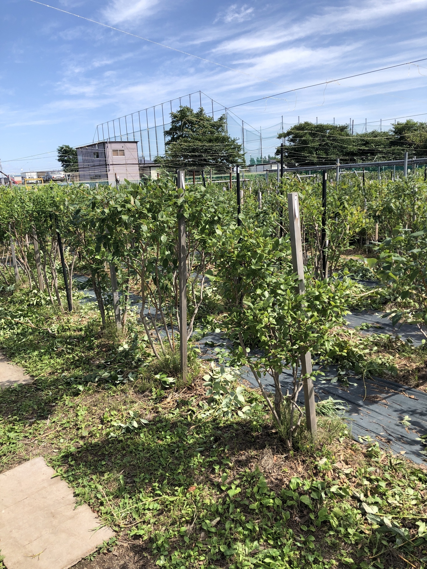 剪定作業を始めた: 札幌のミニブルーベリー園のブログ