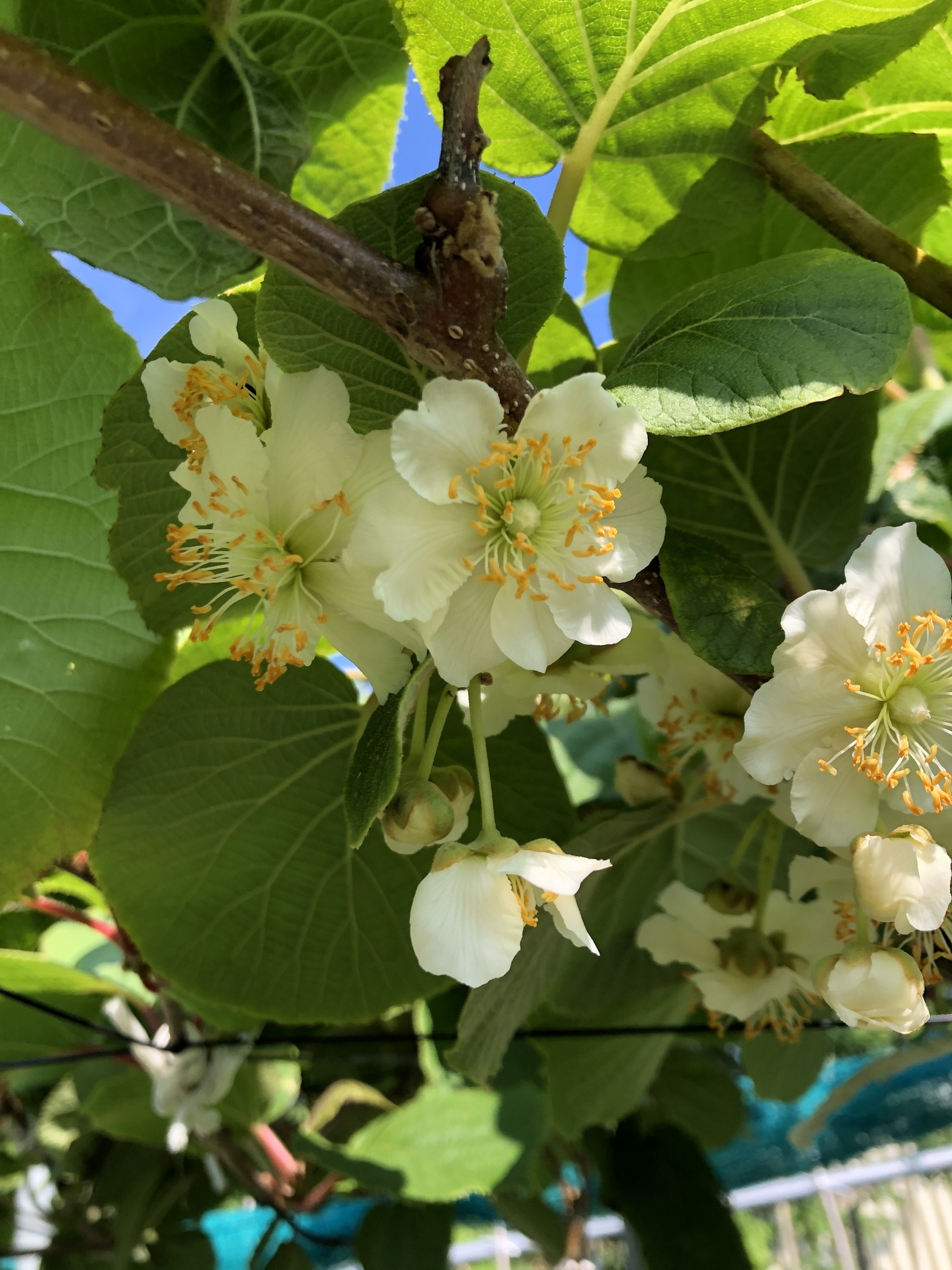 札幌のミニブルーベリー園のブログ